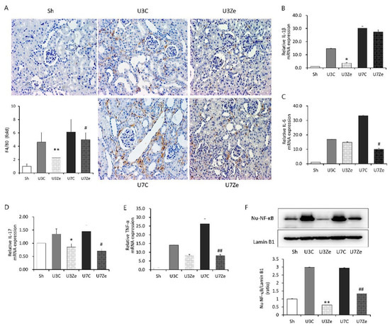 The Protective Effect of Zebularine, an Inhibitor of DNA ...