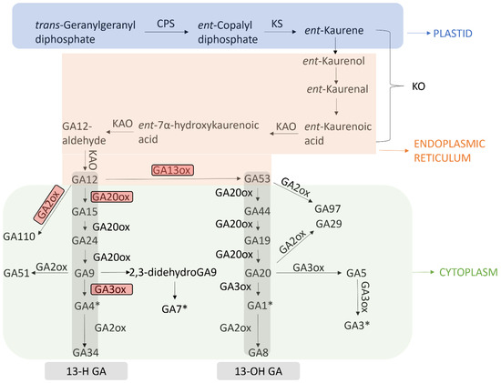 Manipulating GA-Related Genes for Cereal Crop Improvement