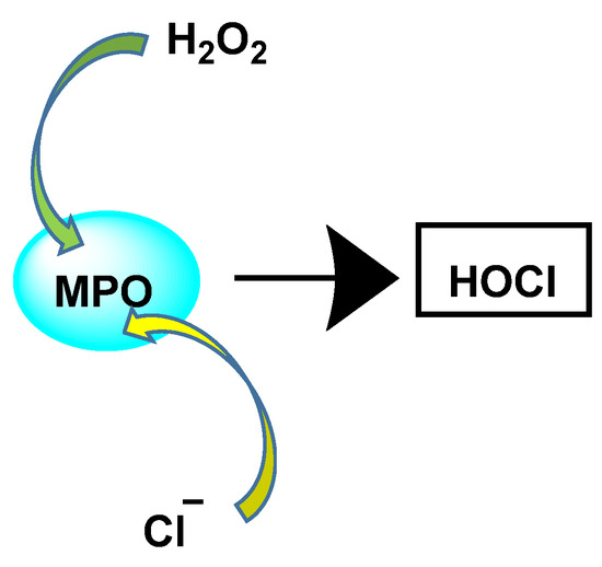 Impact of Reactive Species on Amino Acids—Biological Relevance in ...