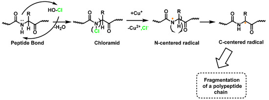 Impact of Reactive Species on Amino Acids—Biological Relevance in ...