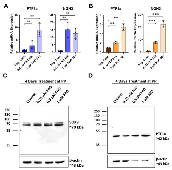 Flavin Adenine Dinucleotide (FAD) and Pyridoxal 5′-Phosphate (PLP) Bind ...