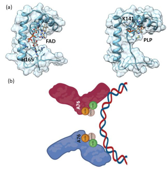Flavin Adenine Dinucleotide (FAD) and Pyridoxal 5′-Phosphate (PLP) Bind ...