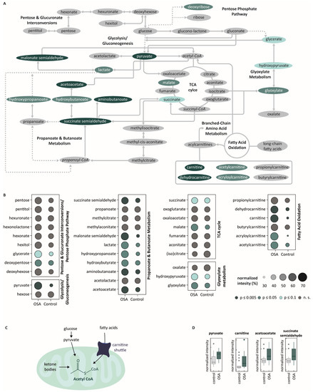 Severe Obstructive Sleep Apnea Disrupts Vigilance-State-Dependent ...