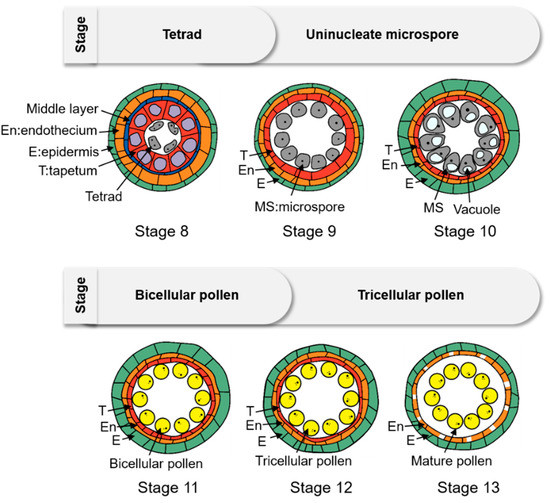 Exploration of Sugar and Starch Metabolic Pathway Crucial for Pollen ...