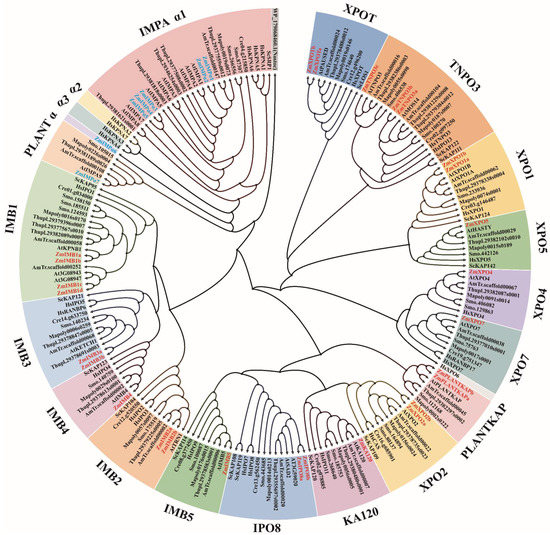 IJMS | Free Full-Text | Identification of the Karyopherin Superfamily ...