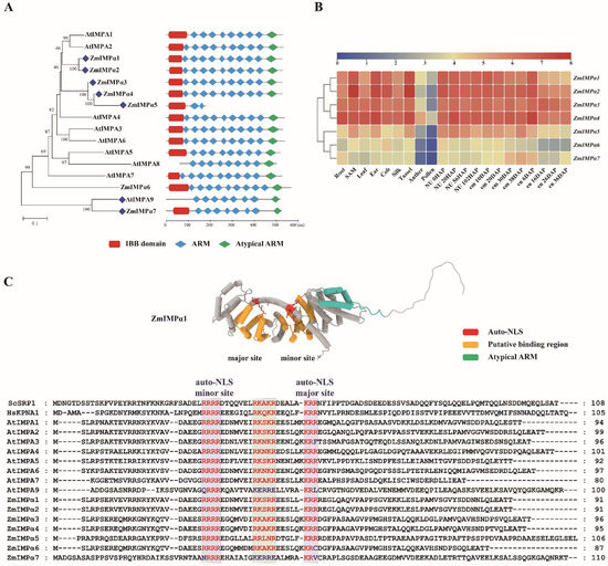 Identification of the Karyopherin Superfamily in Maize and Its ...