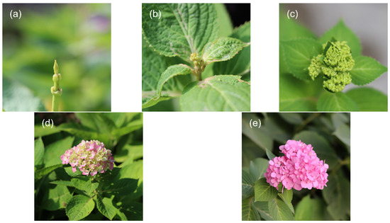 Exploring the Molecular Mechanism of Sepal Formation in the Decorative ...