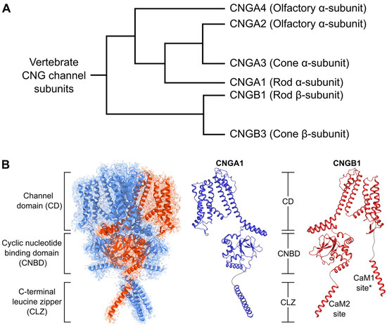 Retinal Cyclic Nucleotide-Gated Channel Regulation by Calmodulin