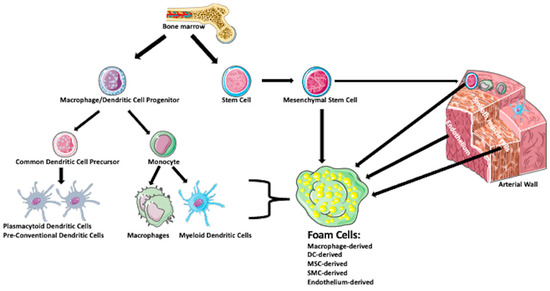 Macrophage-, Dendritic-, Smooth Muscle-, Endothelium-, and Stem Cells-Derived Foam Cells in ...