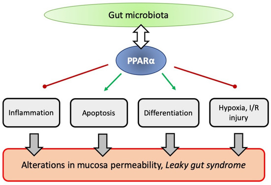 The PPARα Regulation of the Gut Physiology in Regard to Interaction ...