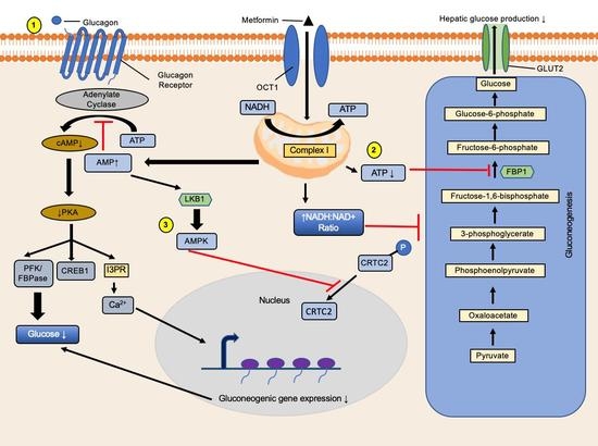 IJMS | Free Full-Text | Mechanism Underlying Metformin Action and Its ...