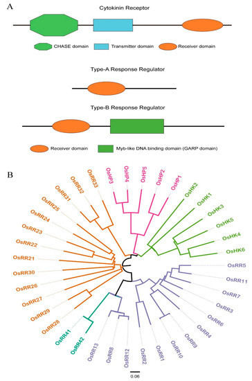 Improvement of Rice Agronomic Traits by Editing Type-B Response Regulators