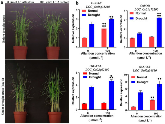 Combined Metabolomic and Transcriptomic Analysis Reveals Allantoin Enhances Drought Tolerance in ...