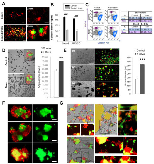 Akt-Activated Endothelium Increases Cancer Cell Proliferation and ...
