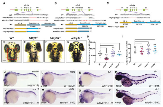 Requirement of Zebrafish Adcy3a and Adcy5 in Melanosome Dispersion and ...
