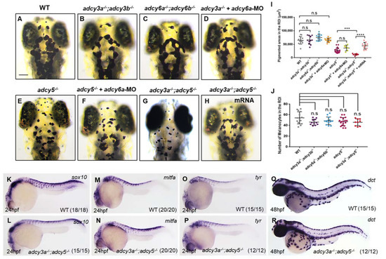Requirement of Zebrafish Adcy3a and Adcy5 in Melanosome Dispersion and ...