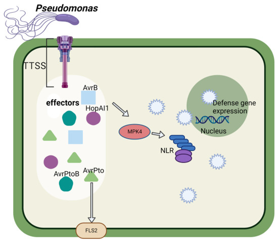 Effector-Dependent and -Independent Molecular Mechanisms of Soybean ...