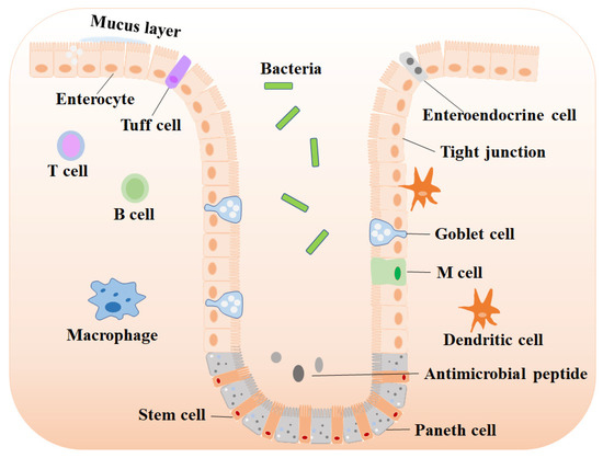 The Impacts of Iron Overload and Ferroptosis on Intestinal Mucosal ...