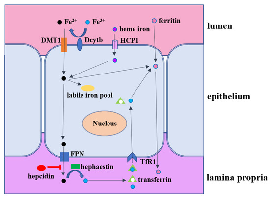 The Impacts of Iron Overload and Ferroptosis on Intestinal Mucosal ...