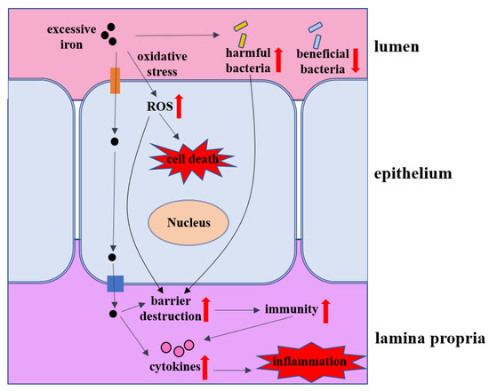 The Impacts of Iron Overload and Ferroptosis on Intestinal Mucosal ...