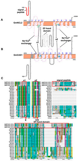 Structure, Function, and Applications of Soybean Calcium Transporters