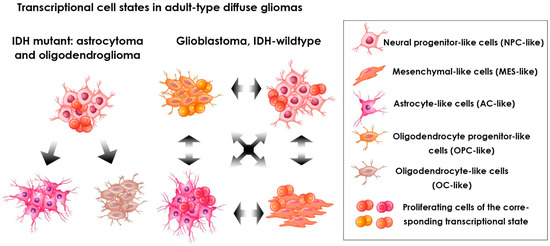 Glioma Stem Cells: Novel Data Obtained by Single-Cell Sequencing
