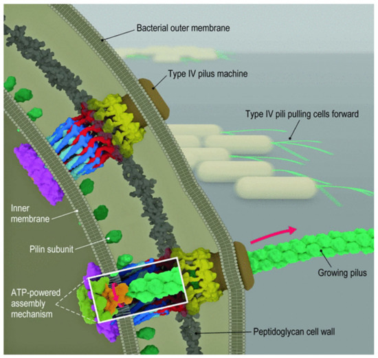 Biofilms and Benign Colonic Diseases