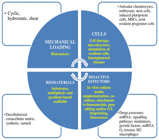 Molecular Mechanisms of Cartilage Repair and Their Possible Clinical ...