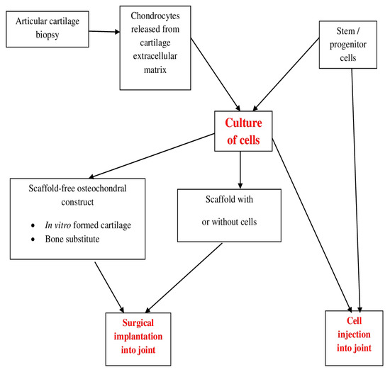 Molecular Mechanisms of Cartilage Repair and Their Possible Clinical ...
