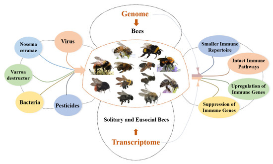 Current Knowledge on Bee Innate Immunity Based on Genomics and ...