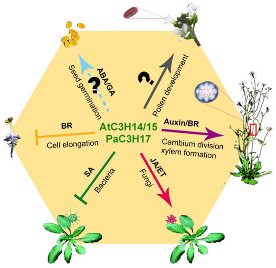 Hormone Regulation of CCCH Zinc Finger Proteins in Plants