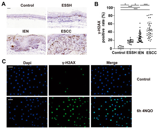 Esophageal Squamous Cancer from 4NQO-Induced Mice Model: CNV Alterations