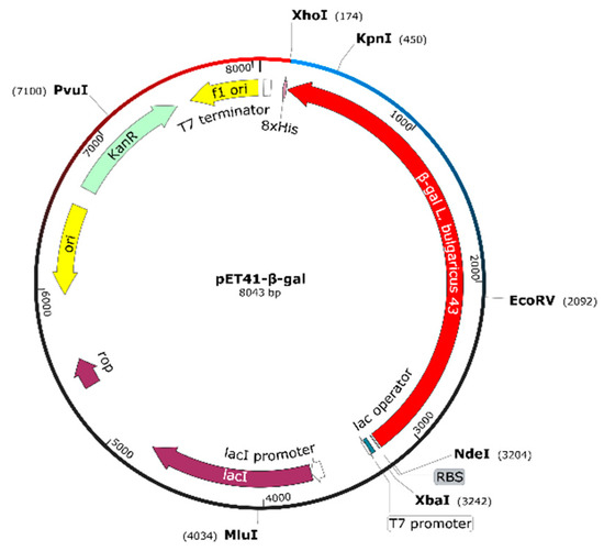In Vitro Production of Galactooligosaccharides by a Novel β ...