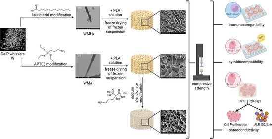 IJMS | Free Full-Text | Dual Modification of Porous Ca-P/PLA Composites ...