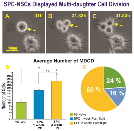 Space Microgravity Alters Neural Stem Cell Division: Implications for ...