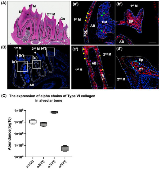 The Role of Type VI Collagen in Alveolar Bone