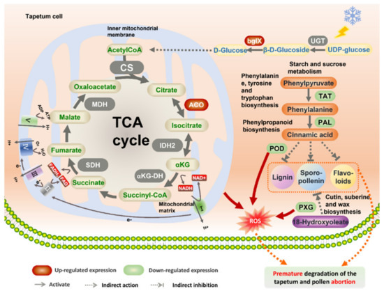 Comparative Transcriptome Analysis Reveals Key Insights into Fertility ...