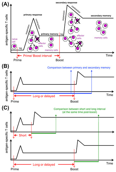 IJMS | Free Full-Text | Durable CD8 T Cell Memory against SARS-CoV-2 by ...