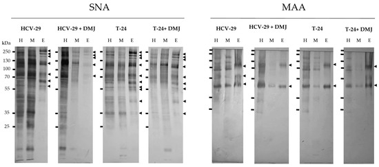 Lectin-Based Study Reveals the Presence of Disease-Relevant ...