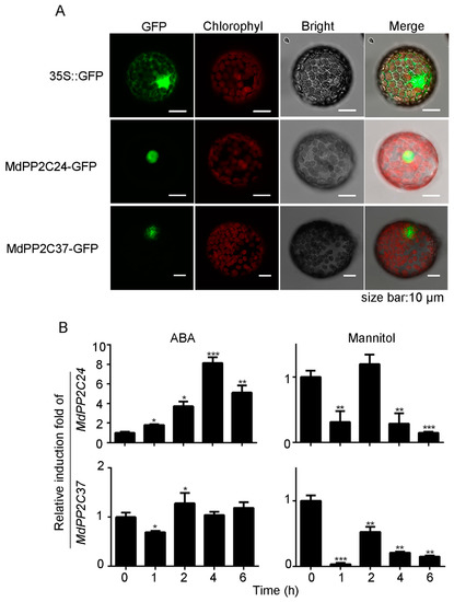 IJMS | Free Full-Text | MdPP2C24/37, Protein Phosphatase Type 2Cs from ...