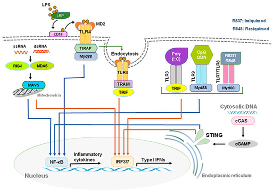 IJMS | Free Full-Text | Emerging Roles of Type-I Interferons in ...