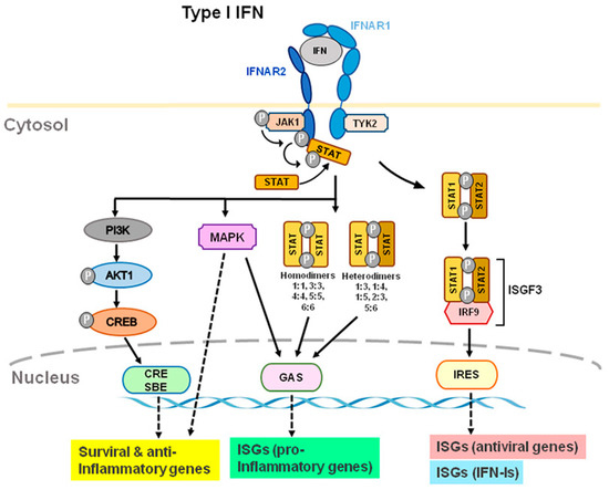 IJMS | Free Full-Text | Emerging Roles of Type-I Interferons in Neuroinflammation, Neurological ...