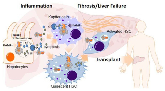 IJMS | Free Full-Text | Emerging Role of NLRP3 Inflammasome and Pyroptosis in Liver Transplantation