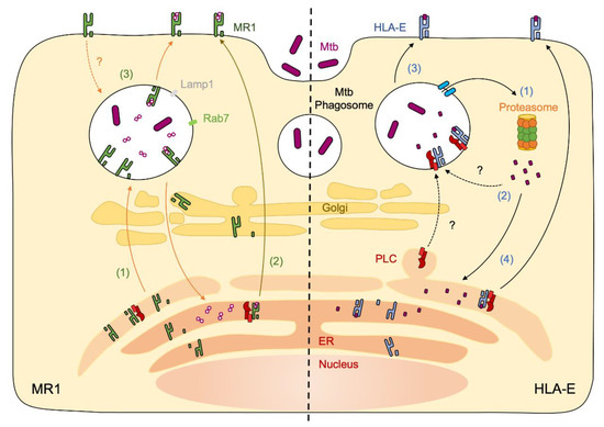 MR1- and HLA-E-Dependent Antigen Presentation of Mycobacterium tuberculosis