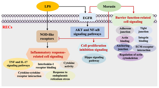 Morusin Protected Ruminal Epithelial Cells against Lipopolysaccharide ...