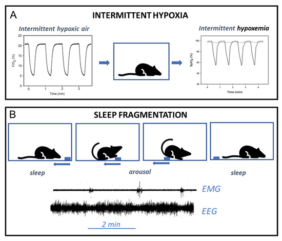 Experimental Models to Study End-Organ Morbidity in Sleep Apnea ...