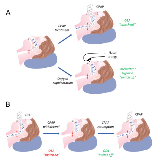 Experimental Models to Study End-Organ Morbidity in Sleep Apnea ...