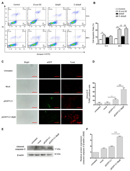 Brucella BtpB Manipulates Apoptosis and Autophagic Flux in RAW264.7 Cells
