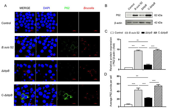 Brucella BtpB Manipulates Apoptosis and Autophagic Flux in RAW264.7 Cells