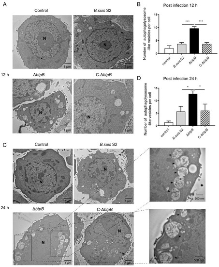 Brucella BtpB Manipulates Apoptosis and Autophagic Flux in RAW264.7 Cells